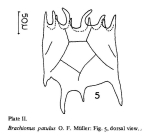 Rotifer World Catalog - Plationus patulus (Müller, 1786)