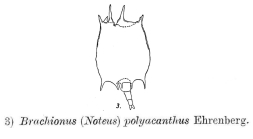 Rotifer World Catalog - Plationus polyacanthus (Ehrenberg, 1834)