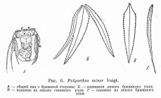 Rotifer World Catalog - Polyarthra minor Voigt, 1904