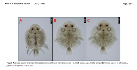 The World of Copepods - Argulus japonicus europaeus Keve, 2025, in ...
