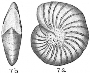 Foraminifera - The World Foraminifera Database