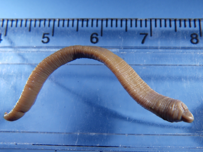WoRMS - World Register of Marine Species - Photogallery