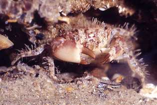 WoRMS - World Register of Marine Species - Pilumnus hirtellus (Linnaeus ...