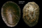 WoRMS - World Register of Marine Species - Siphonaria pectinata ...