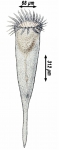 WoRMS - World Register of Marine Species - Rhabdonella spiralis (Fol, 1881)