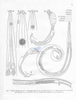 WoRMS - World Register of Marine Species - Photogallery